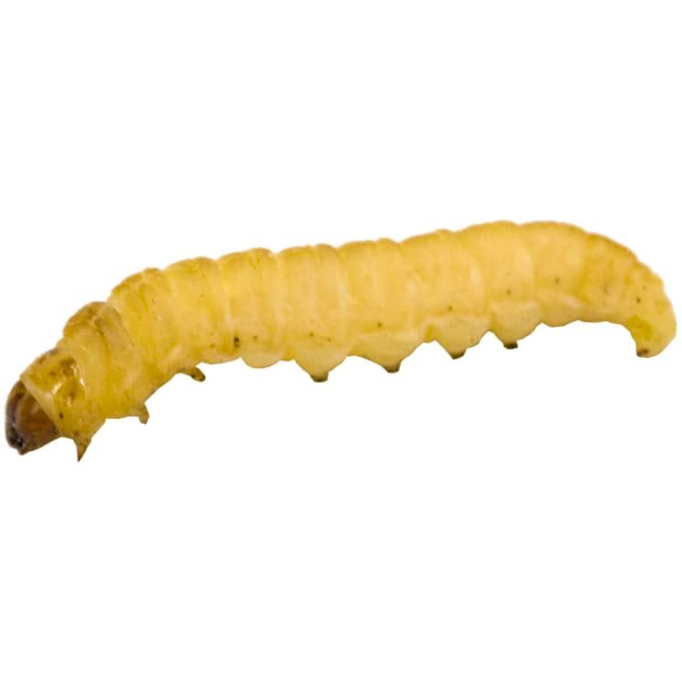 DMF Bait Wax Worms Bait - 3 Doz by DMF Bait at Fleet Farm