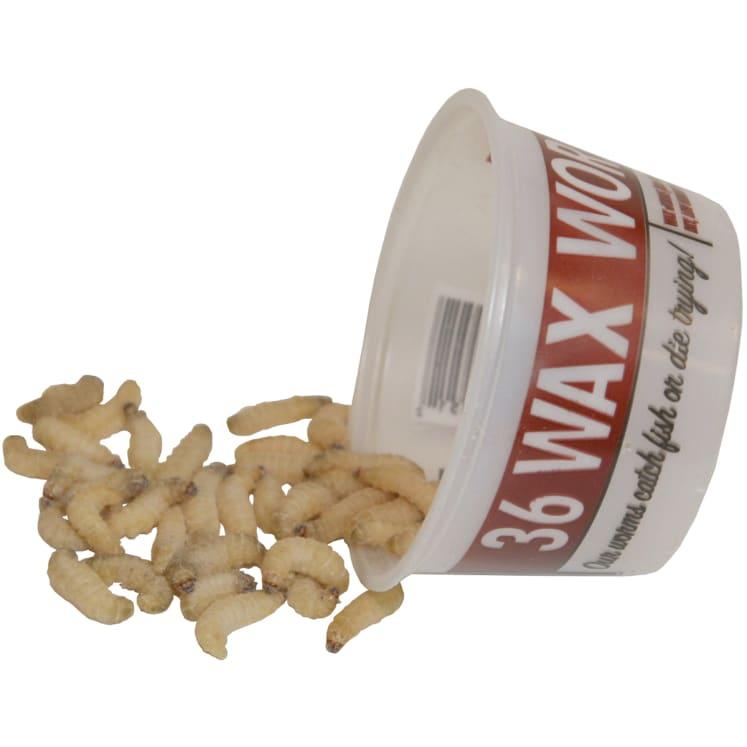 DMF Bait Wax Worms Bait - 3 Doz by DMF Bait at Fleet Farm