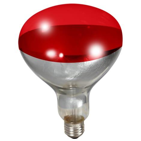 250W Red Replacement Bulb for Brooder Lamp by Little Giant at Fleet Farm